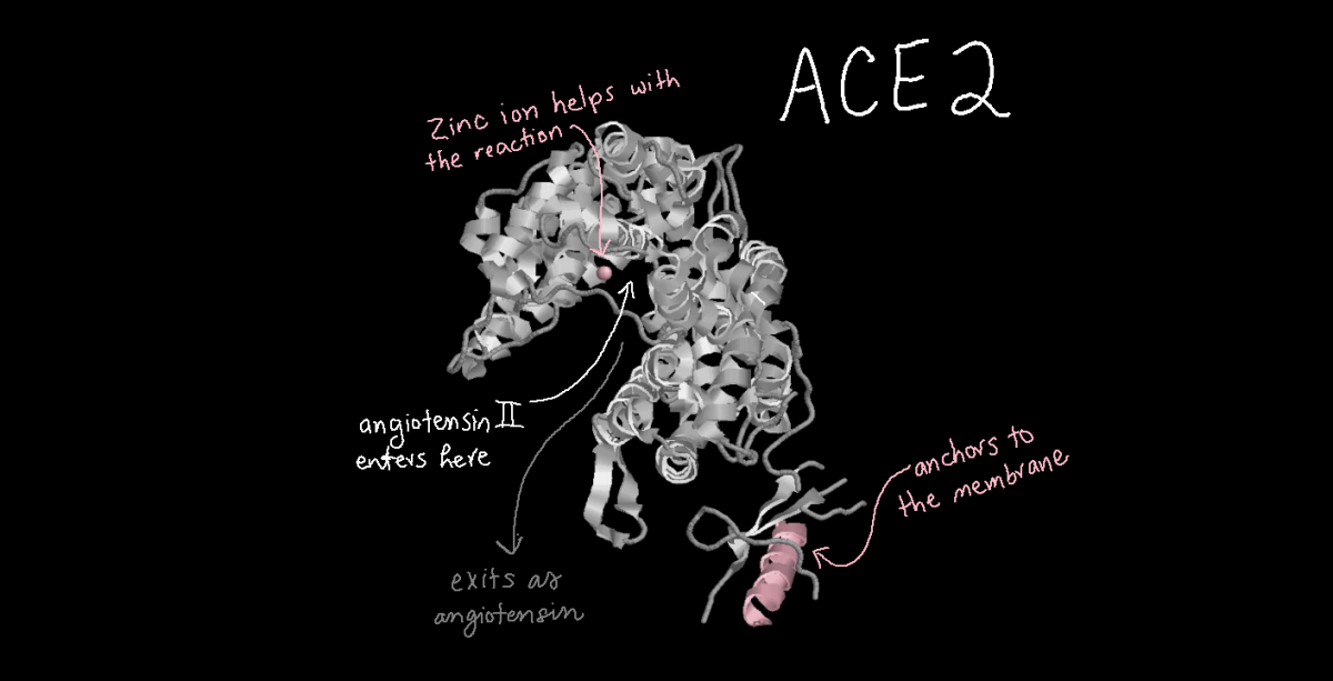 Meet ACE2! – Science Magnifies