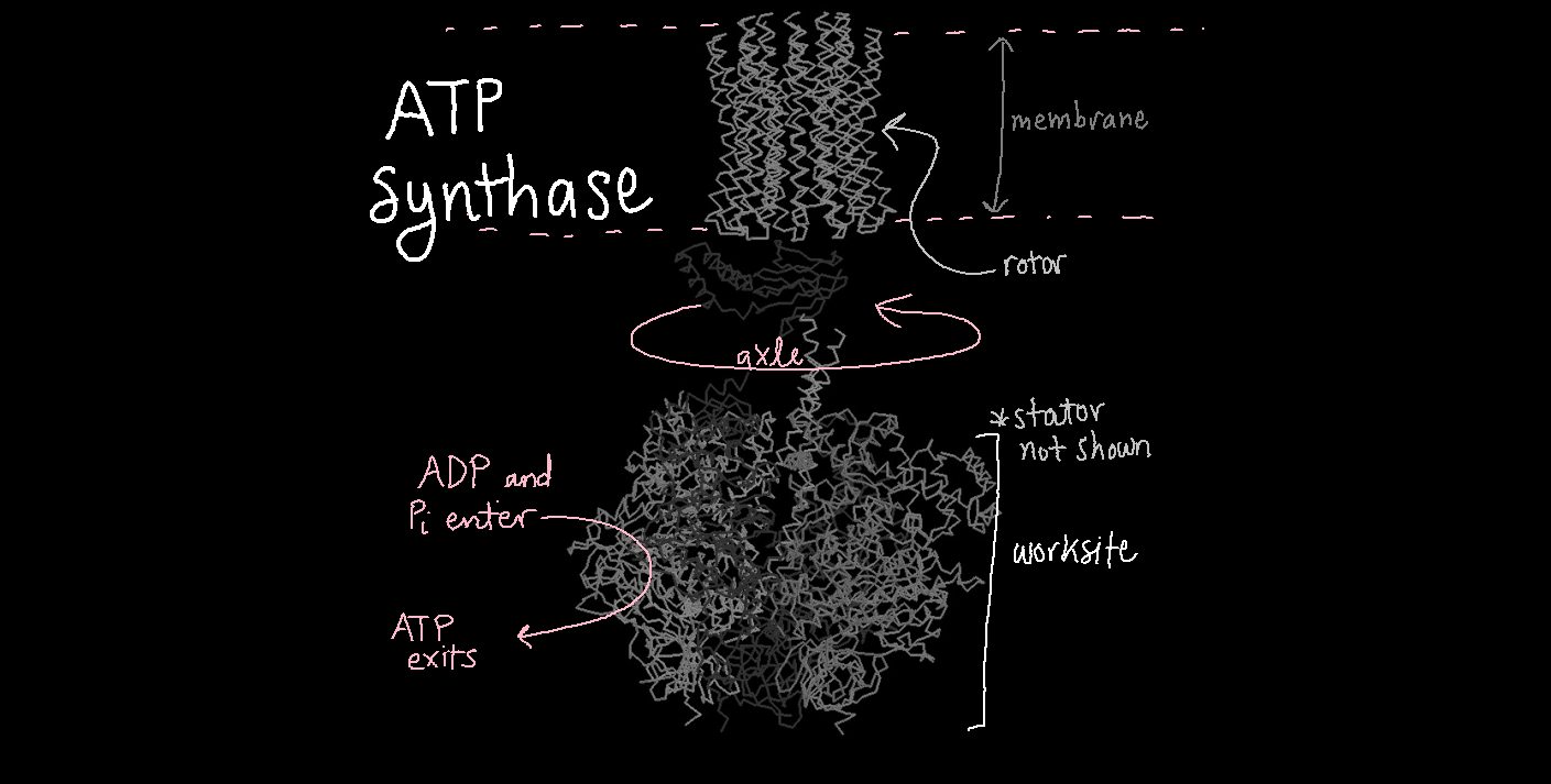 Meet ATP Synthase! – Science Magnifies