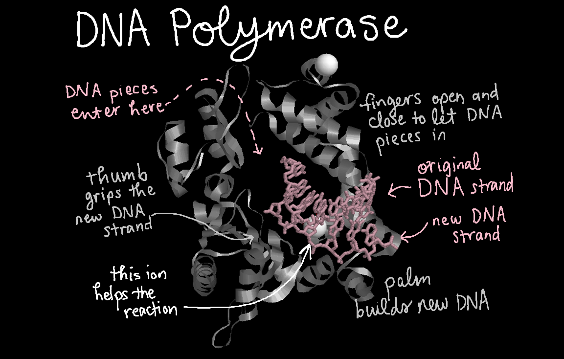 Meet DNA Polymerase! – Science Magnifies
