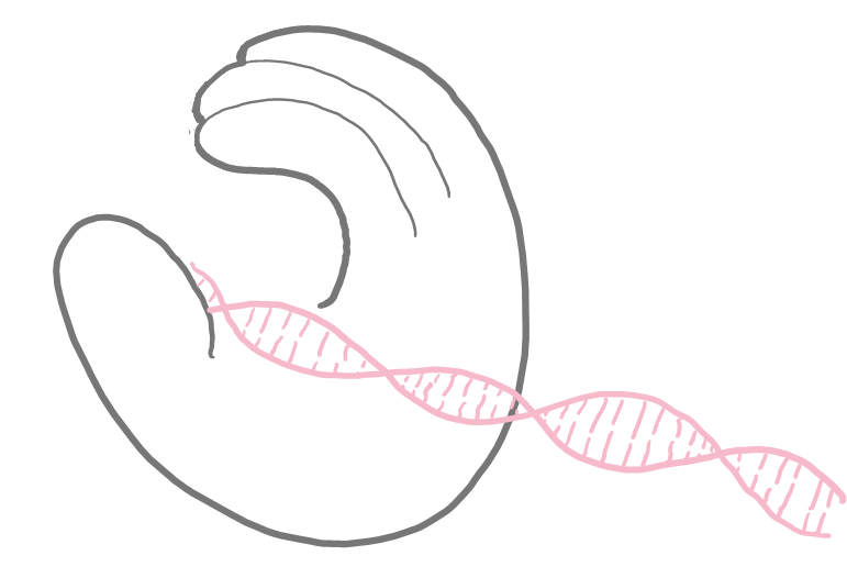 Meet DNA Polymerase! – Science Magnifies