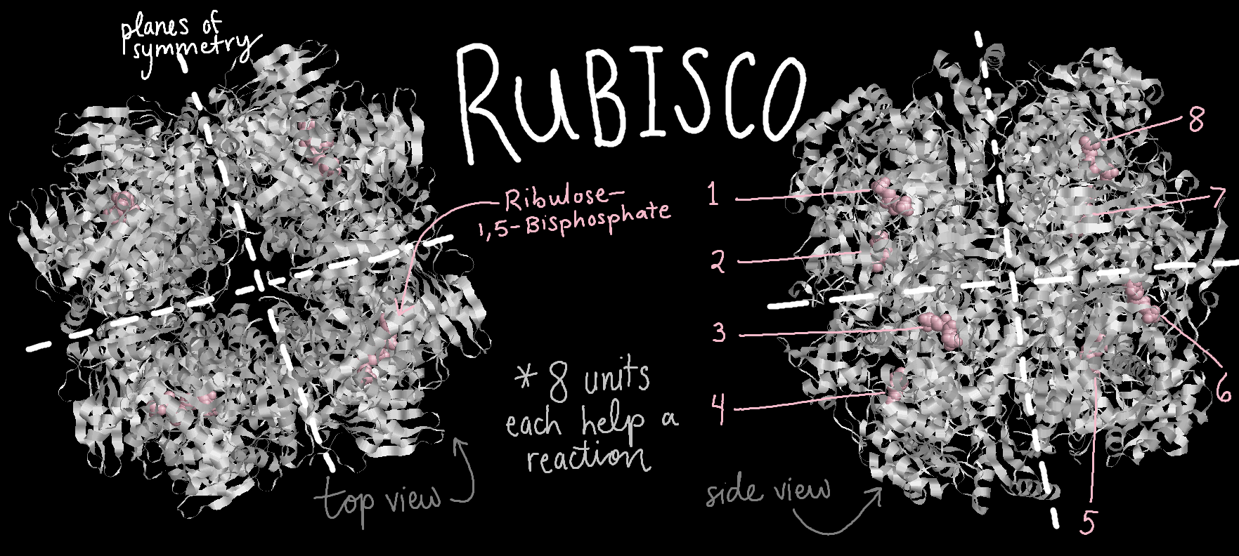 Meet Rubisco! – Science Magnifies