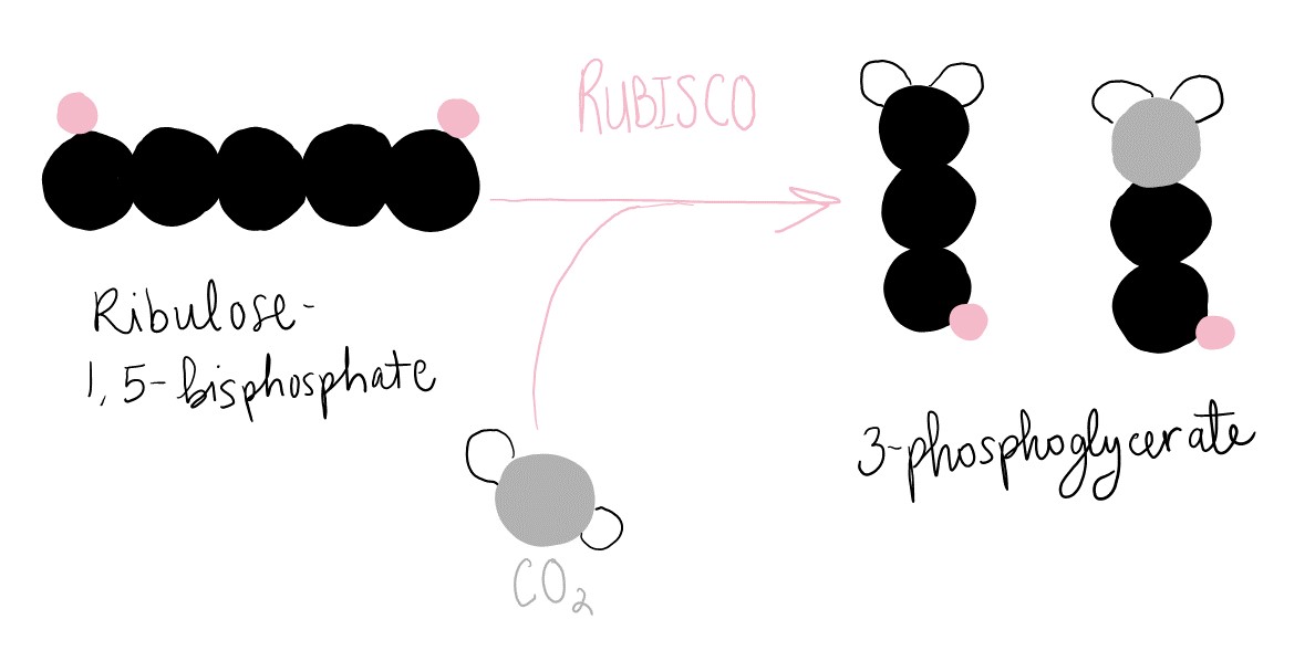 Meet Rubisco! – Science Magnifies