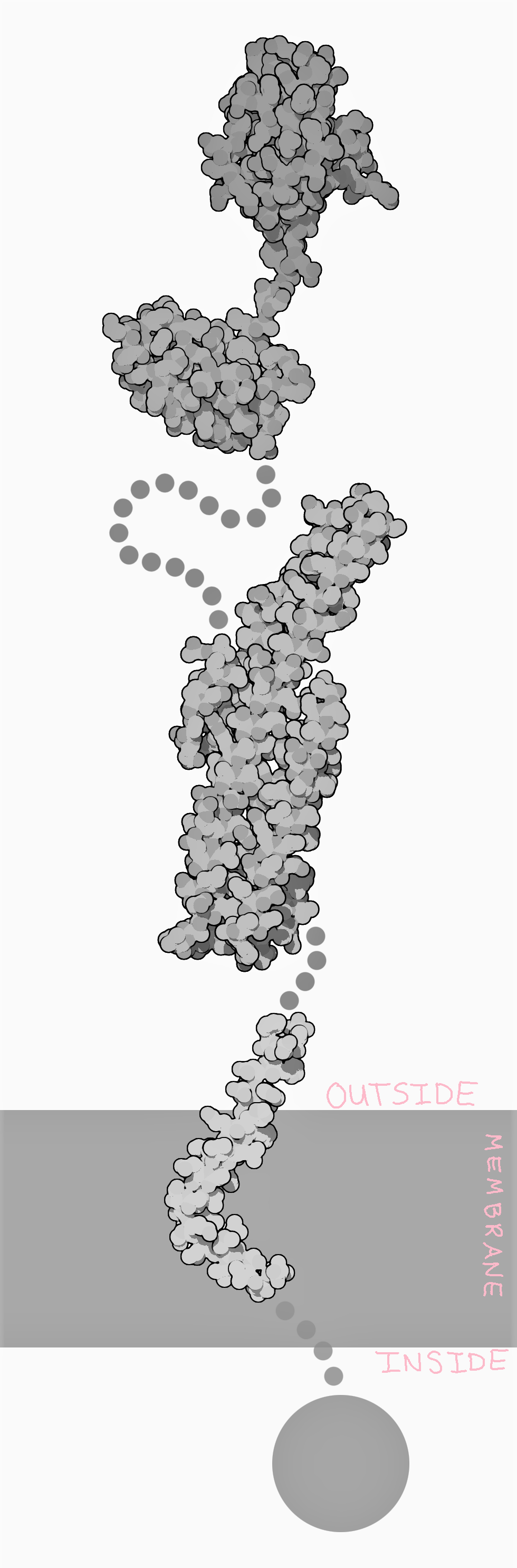 Meet Amyloid Precursor Protein! – Science Magnifies