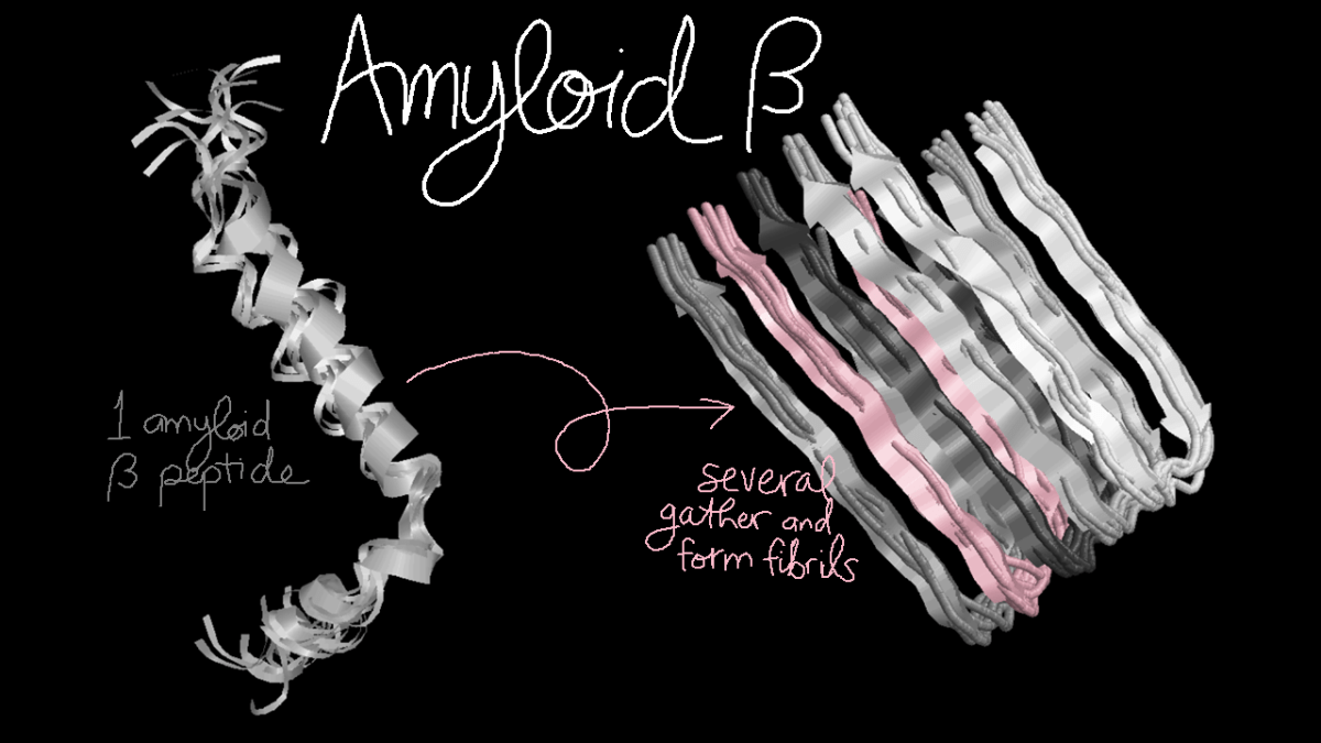 Meet Amyloid Precursor Protein! – Science Magnifies