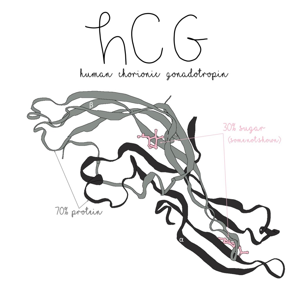 Meet hCG! – Science Magnifies