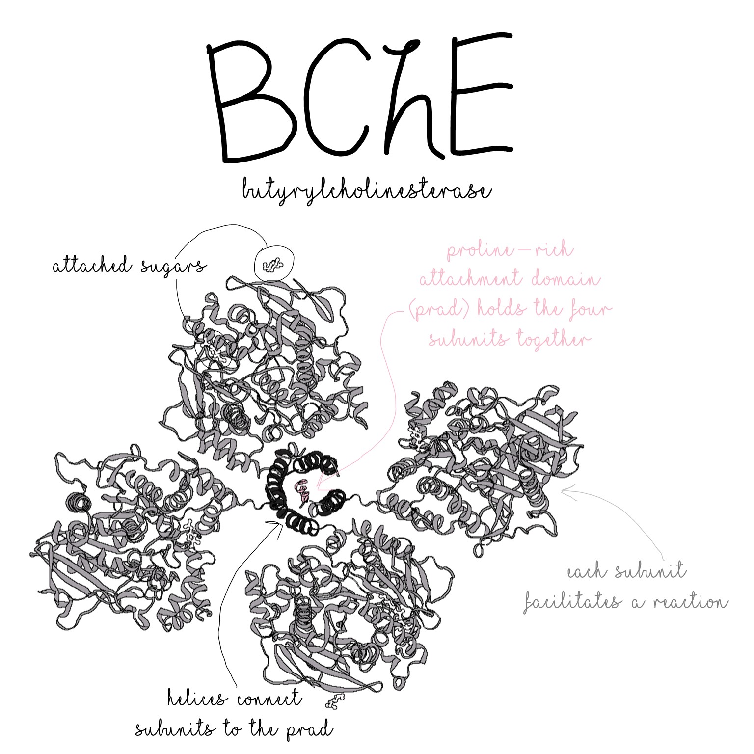 Meet BChE! – Science Magnifies